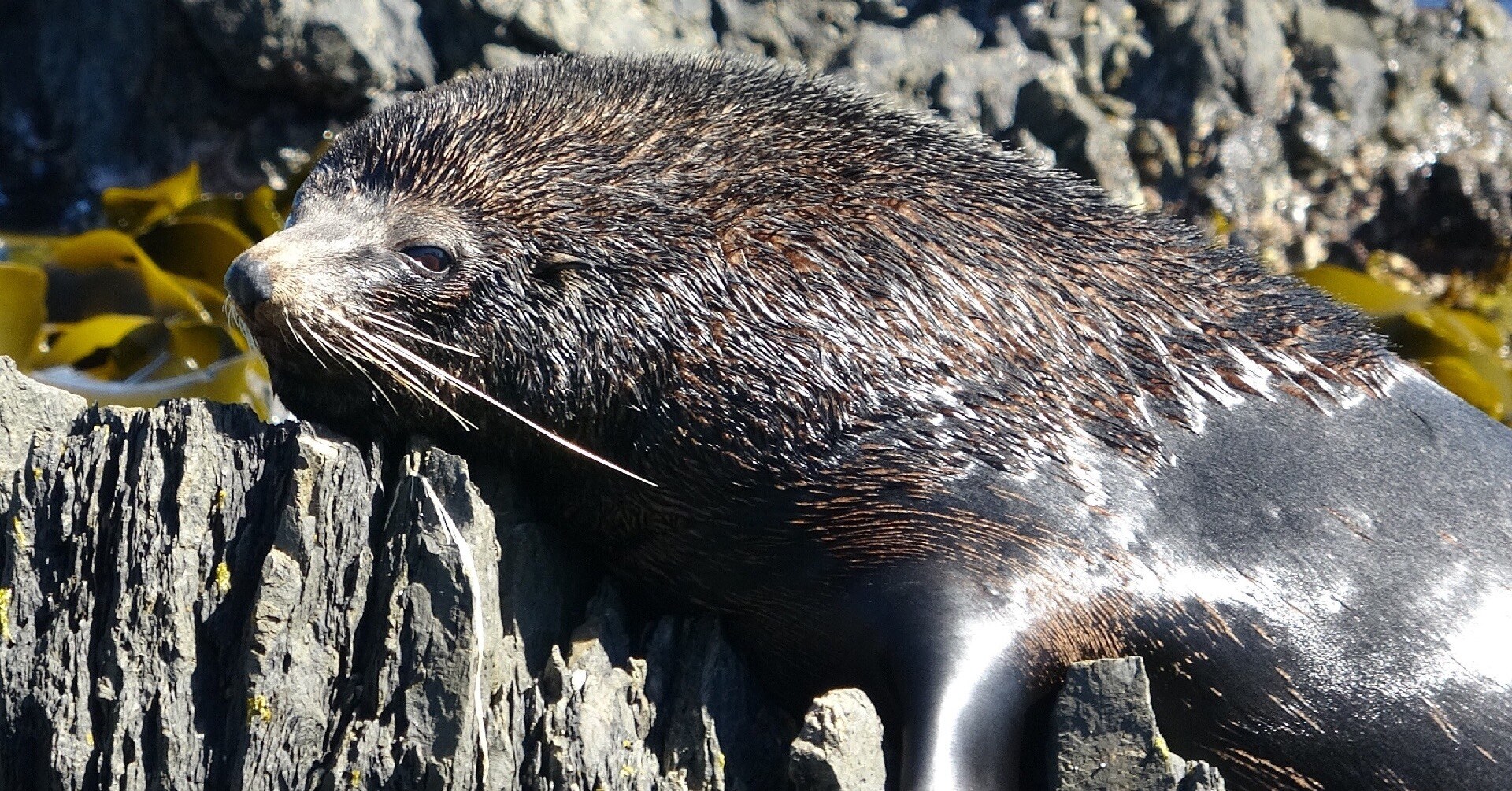 Seal Coast Safari, Wellington is our favourite Regional Tour